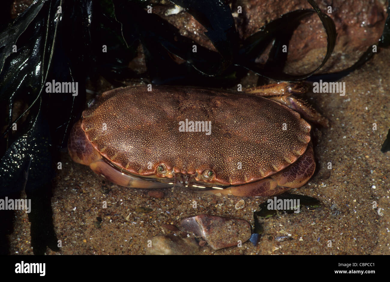 Edible Crab, Cancer pagurus. UK Stock Photo - Alamy
