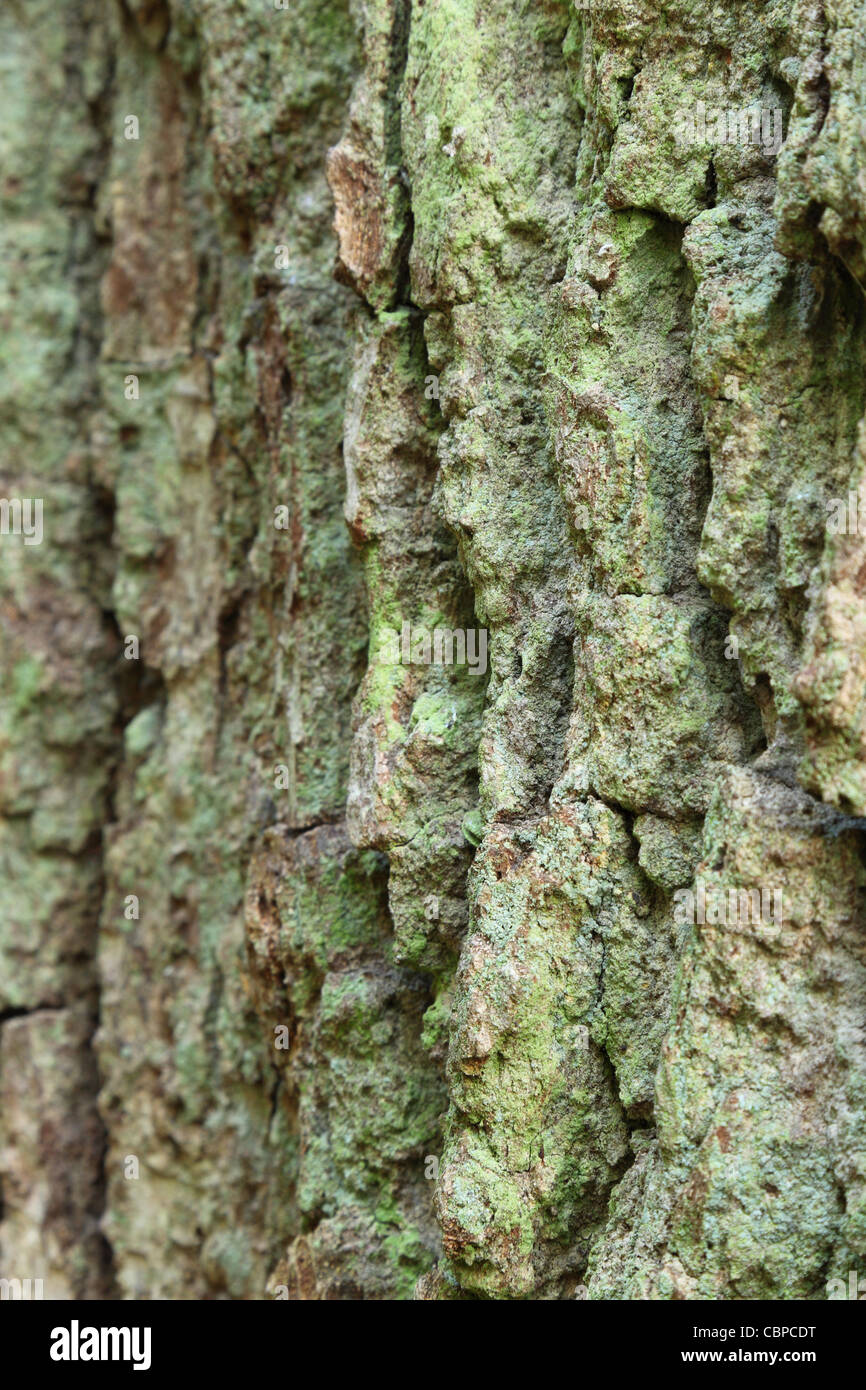 green n tree bark texture background Stock Photo - Alamy