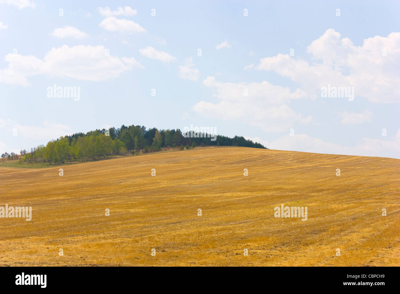 autumn yellow field and the blue sky Stock Photo - Alamy
