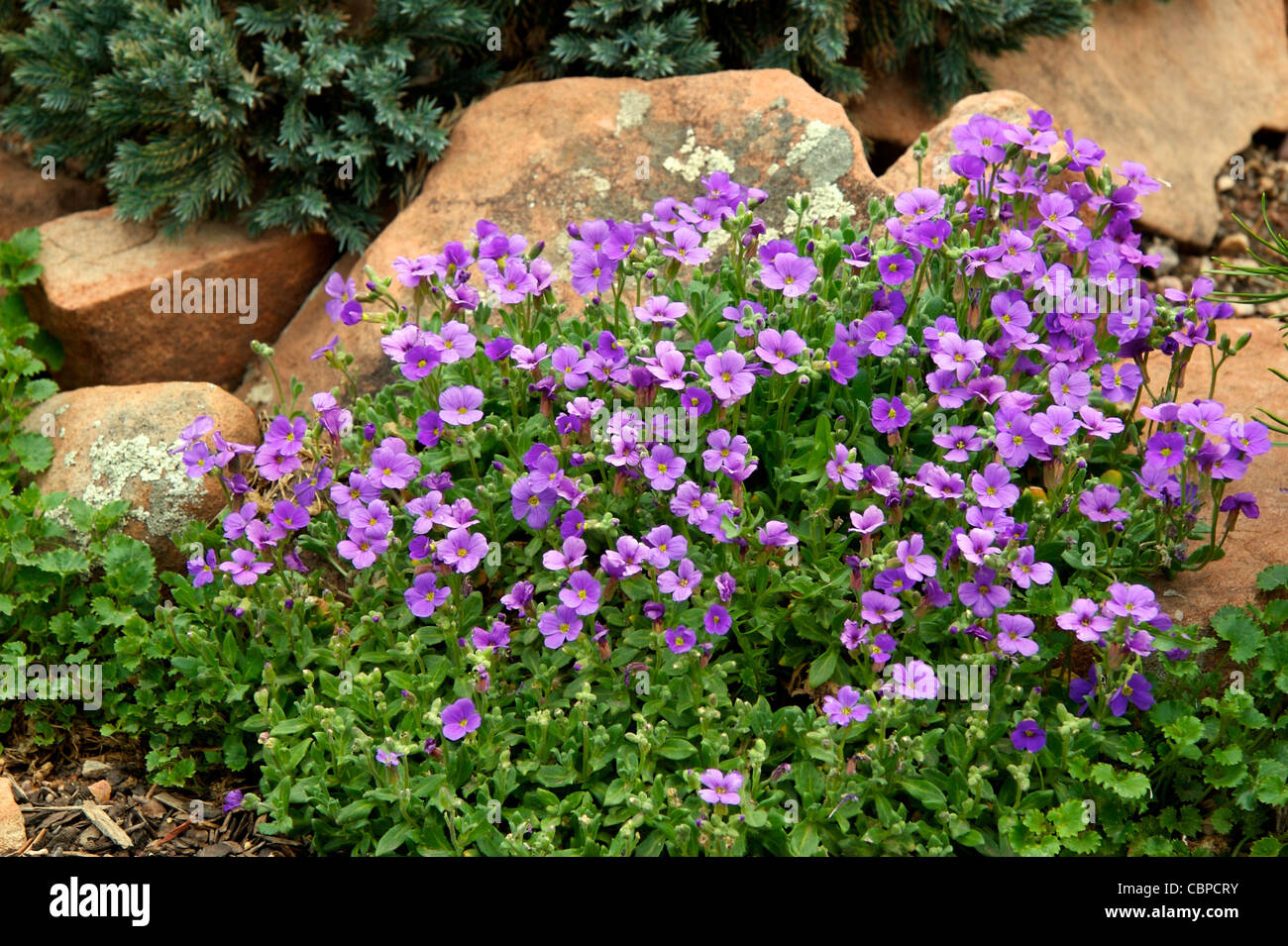 Purple rockcress hi-res stock photography and images - Alamy