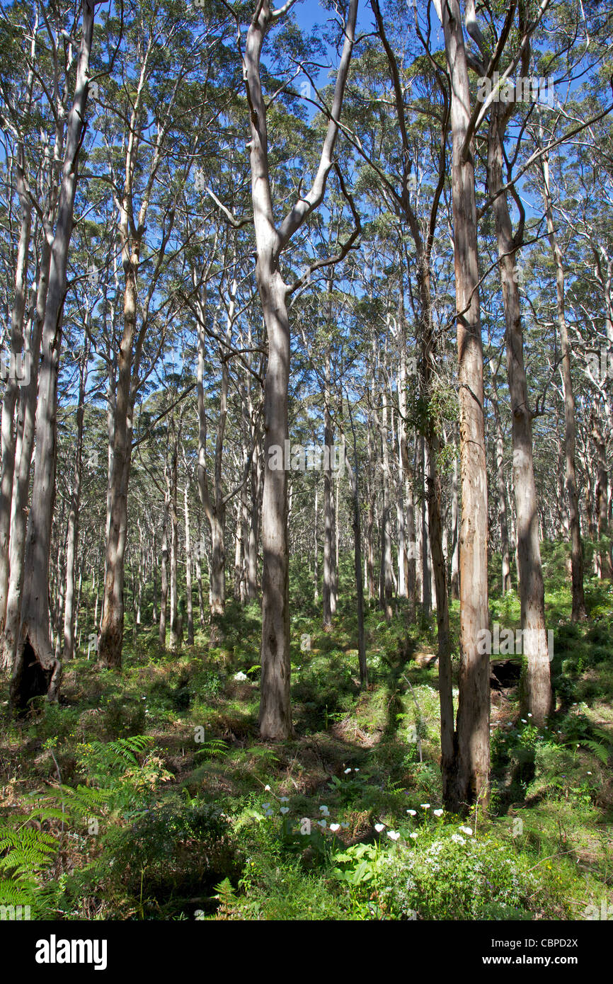 Indigenous forest in the Leeuwin-Naturaliste National Park, near the ...