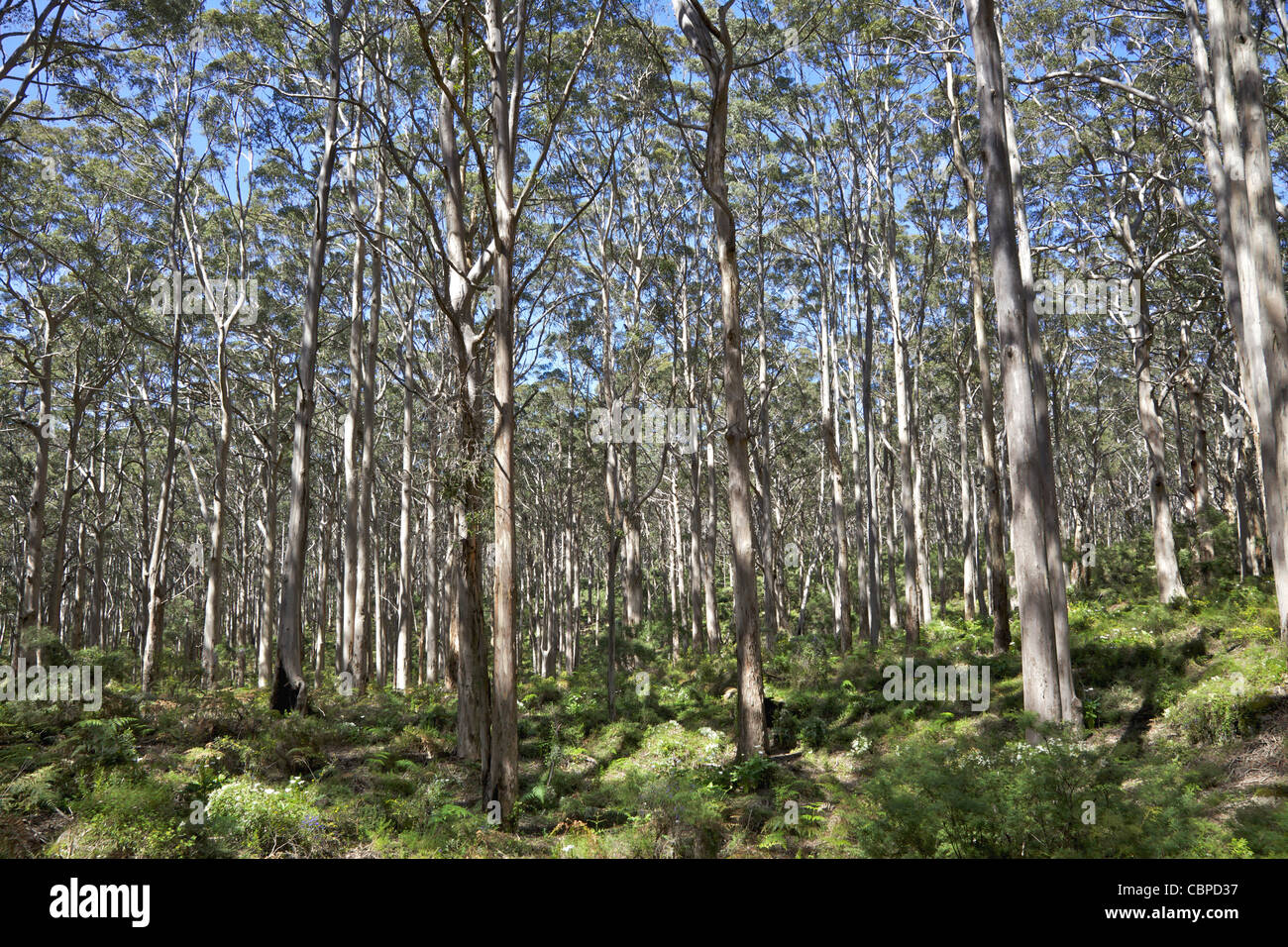Indigenous forest in the Leeuwin-Naturaliste National Park, near the ...
