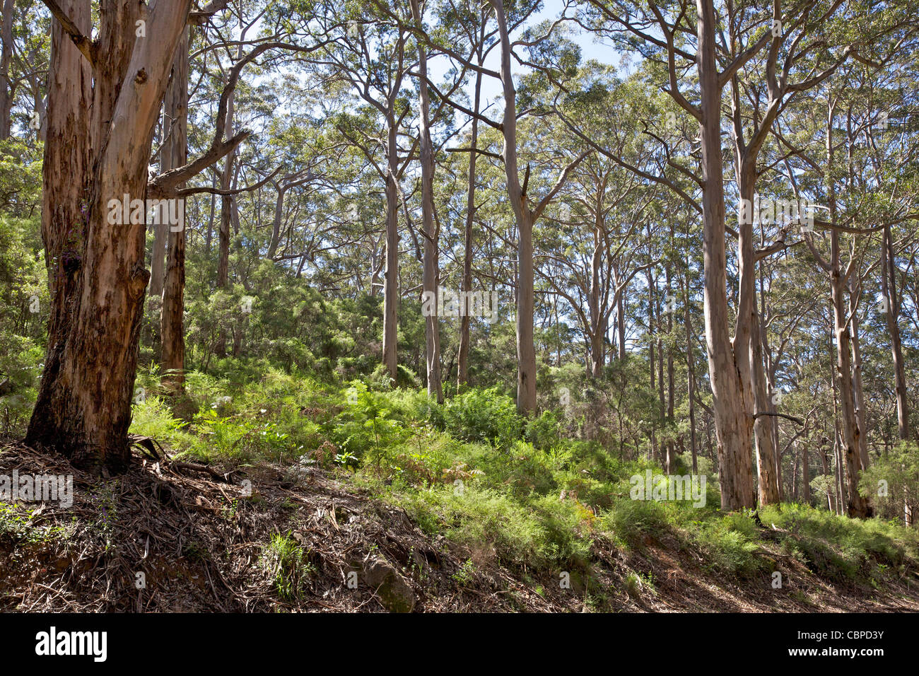 Indigenous forest in the Leeuwin-Naturaliste National Park, near the ...