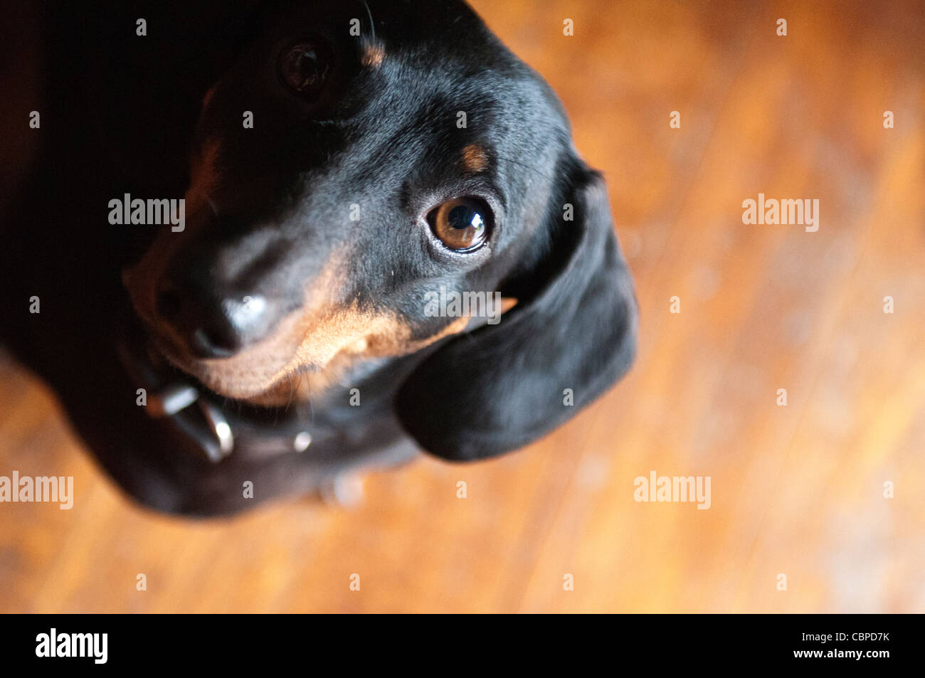 Portrait of dachshund Stock Photo - Alamy