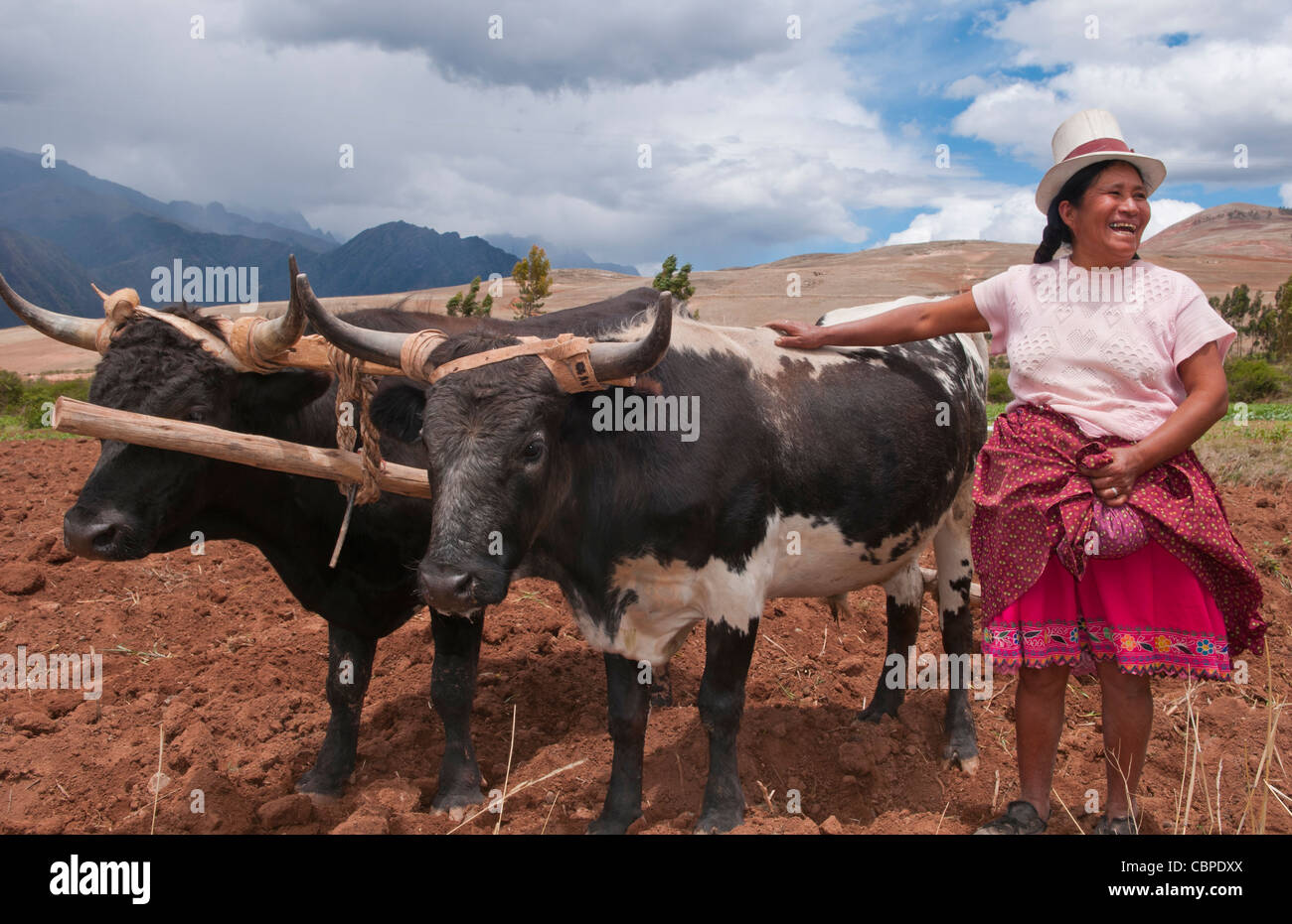 Wonderful farming woman on farm with oxen and traditional dress and ...