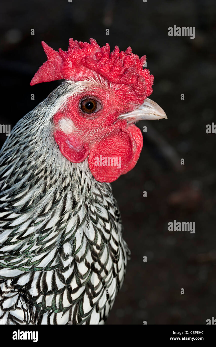 silver laced seabright cockerel Stock Photo - Alamy