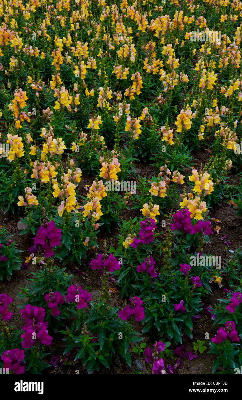 Flowers at Love Park in Lima Peru Stock Photo - Alamy