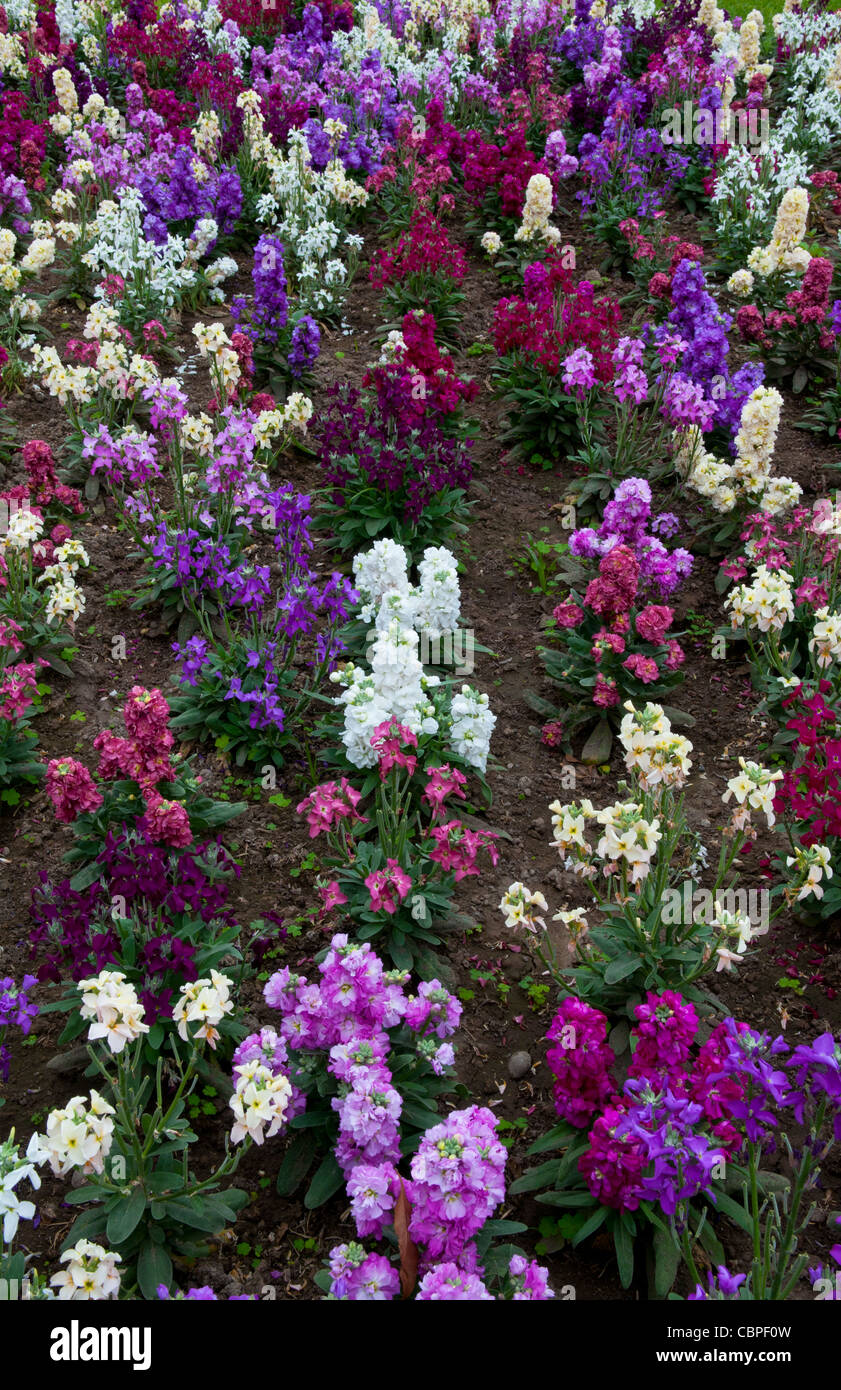 Flowers at Love Park in Lima Peru Stock Photo - Alamy