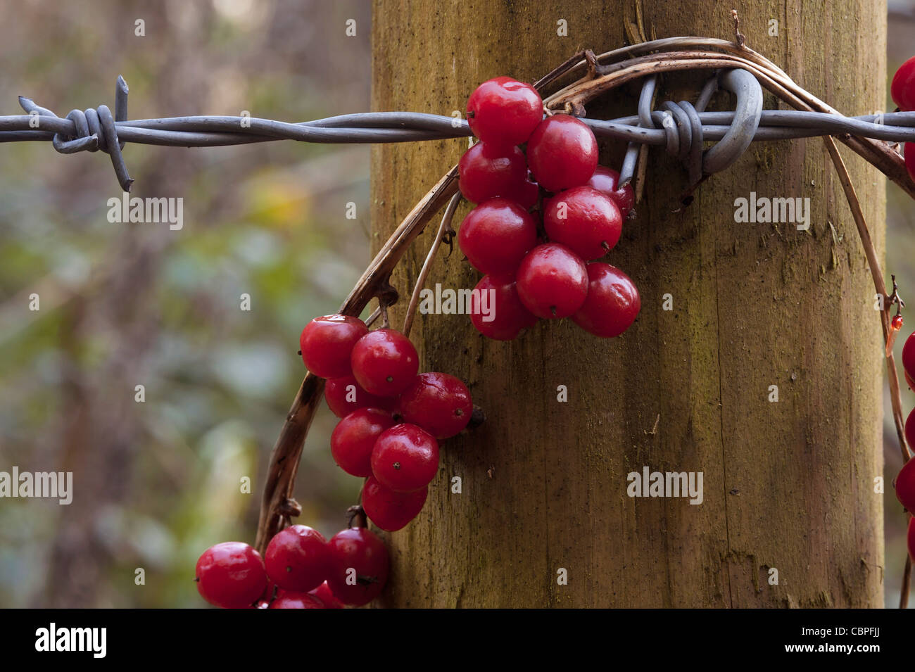 Black bryony Tamus communis berries winter Stock Photo - Alamy
