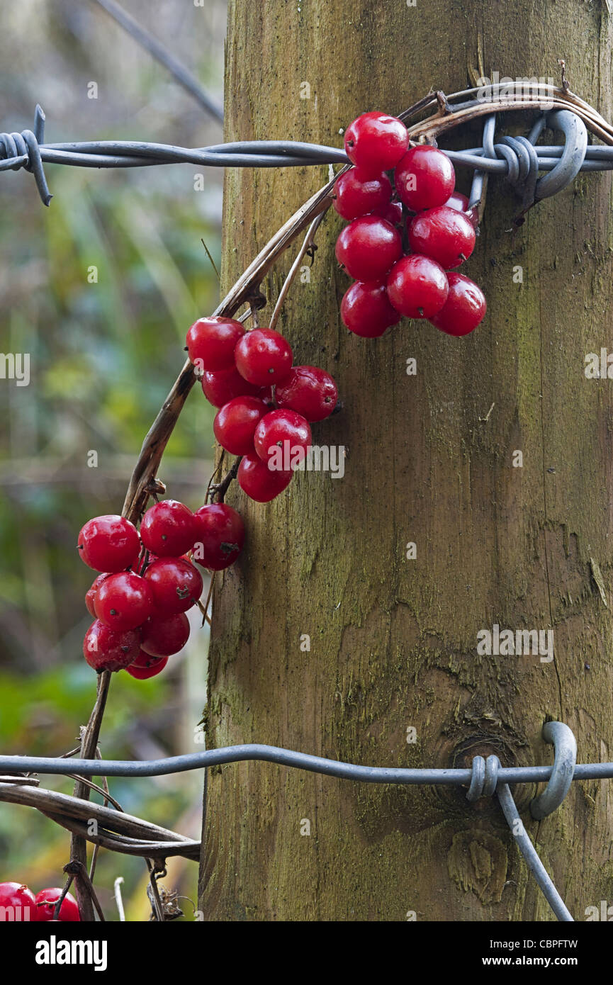 Black bryony Tamus communis berries winter Stock Photo - Alamy
