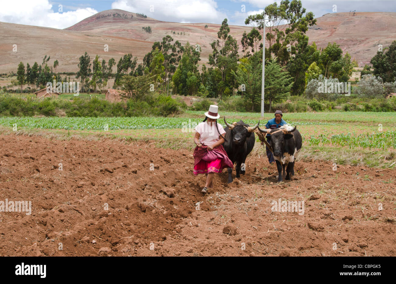Oxen farming hi-res stock photography and images - Alamy