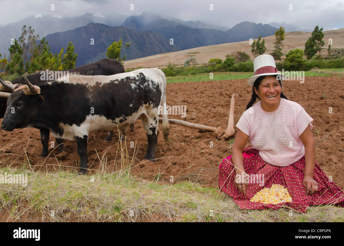 Farming images of traditional woman working with oxen on farm in small ...