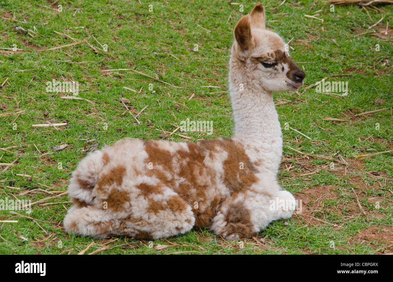 Baby Llama