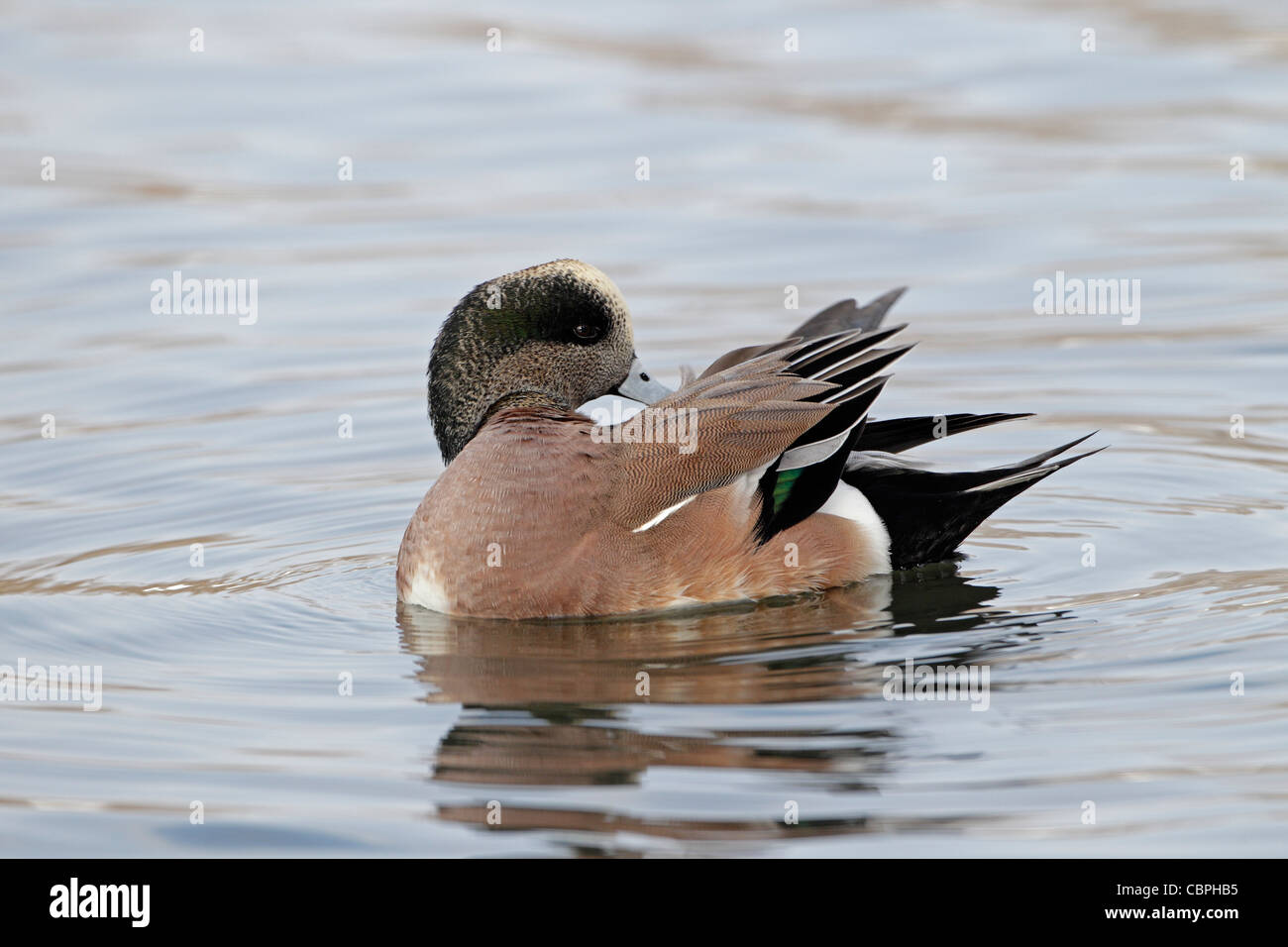 Male american wigeon hi-res stock photography and images - Alamy