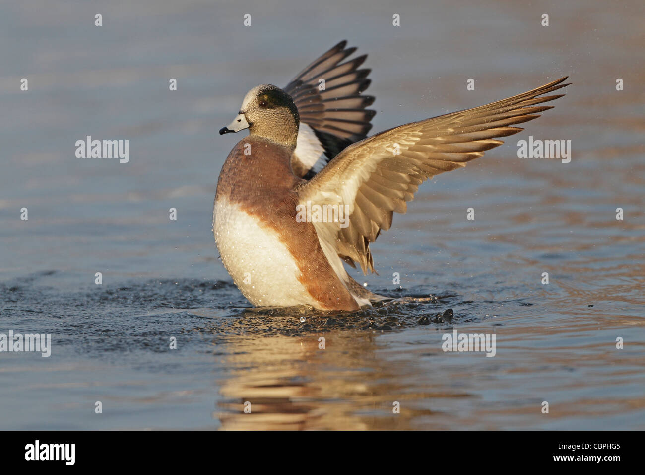 Male American Wigeon flapping its wings Stock Photo - Alamy