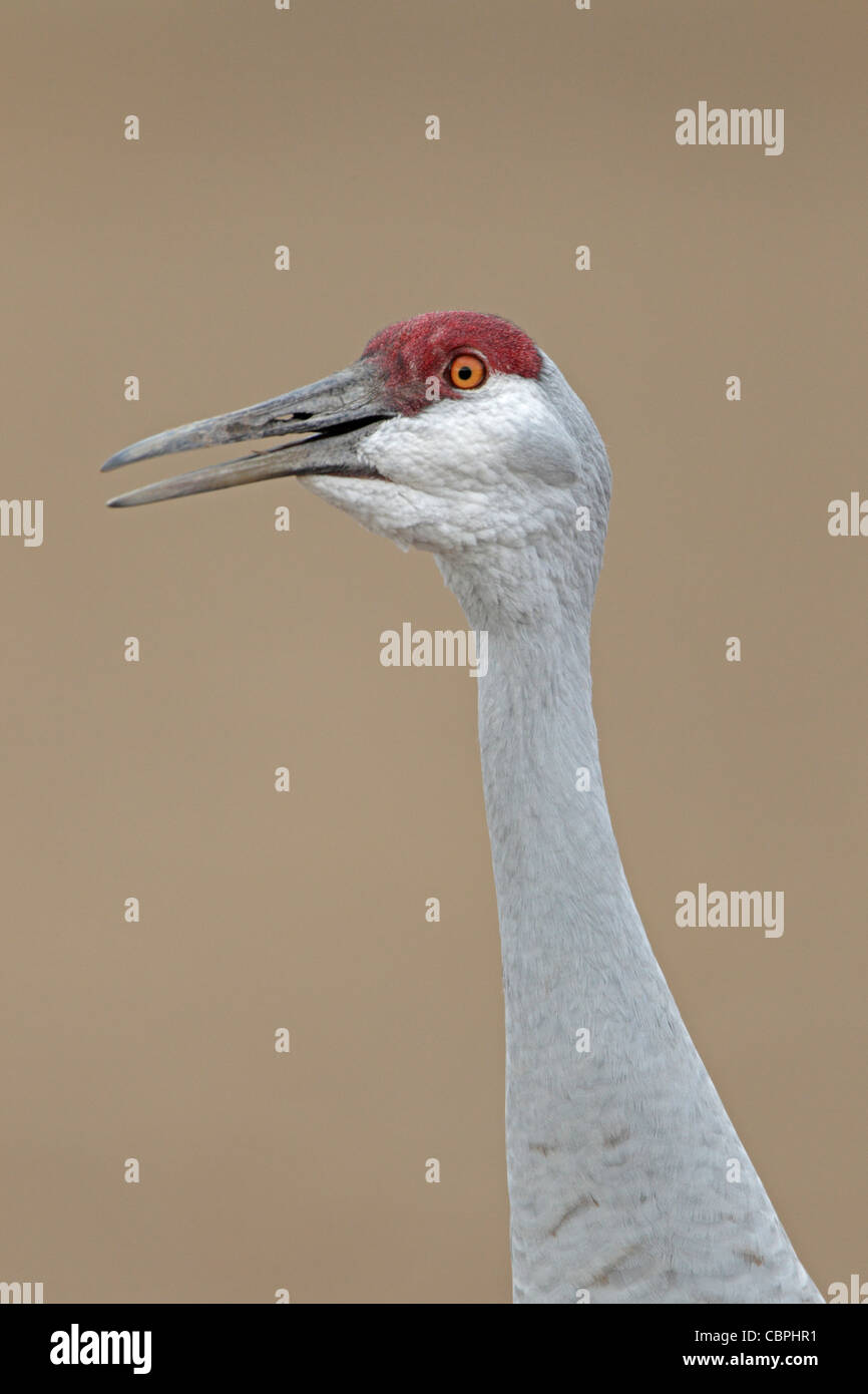 Head crane hi-res stock photography and images - Alamy