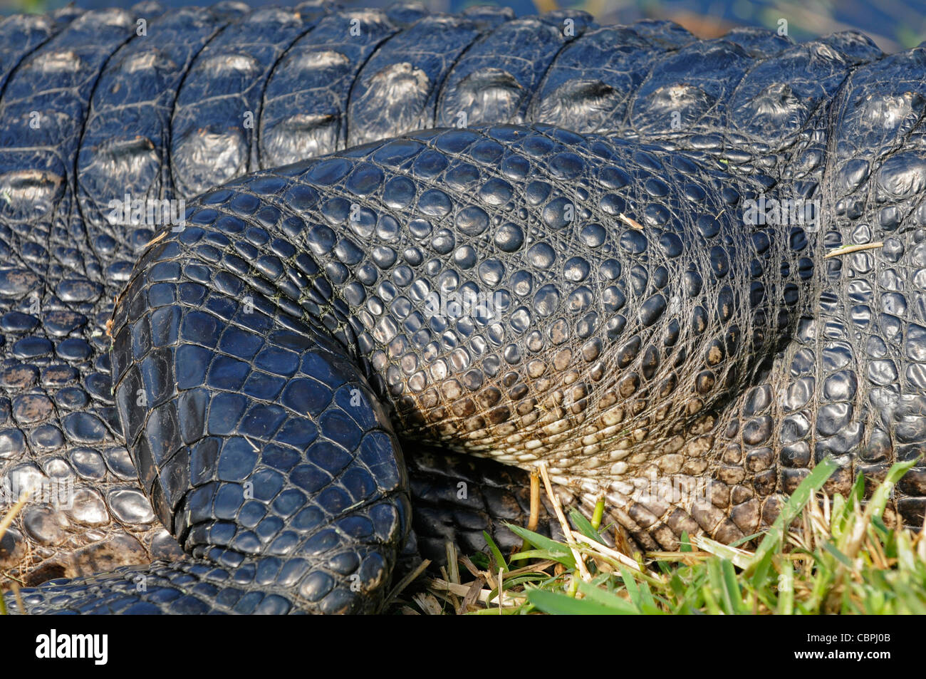 American Alligator: Alligator mississippiensis. Florida, USA. Close Up ...