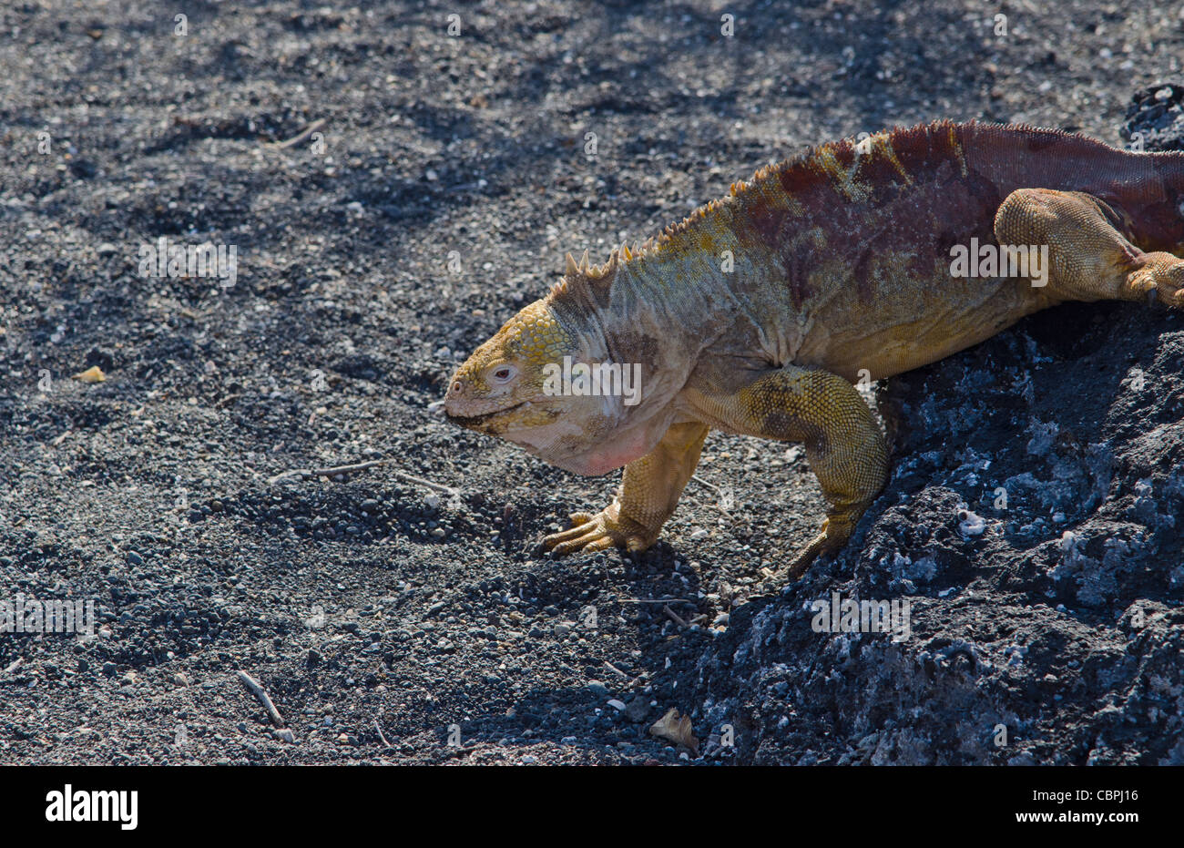 Green Iguana reptile in Isabella Island Galapagos Islands Ecuador South ...