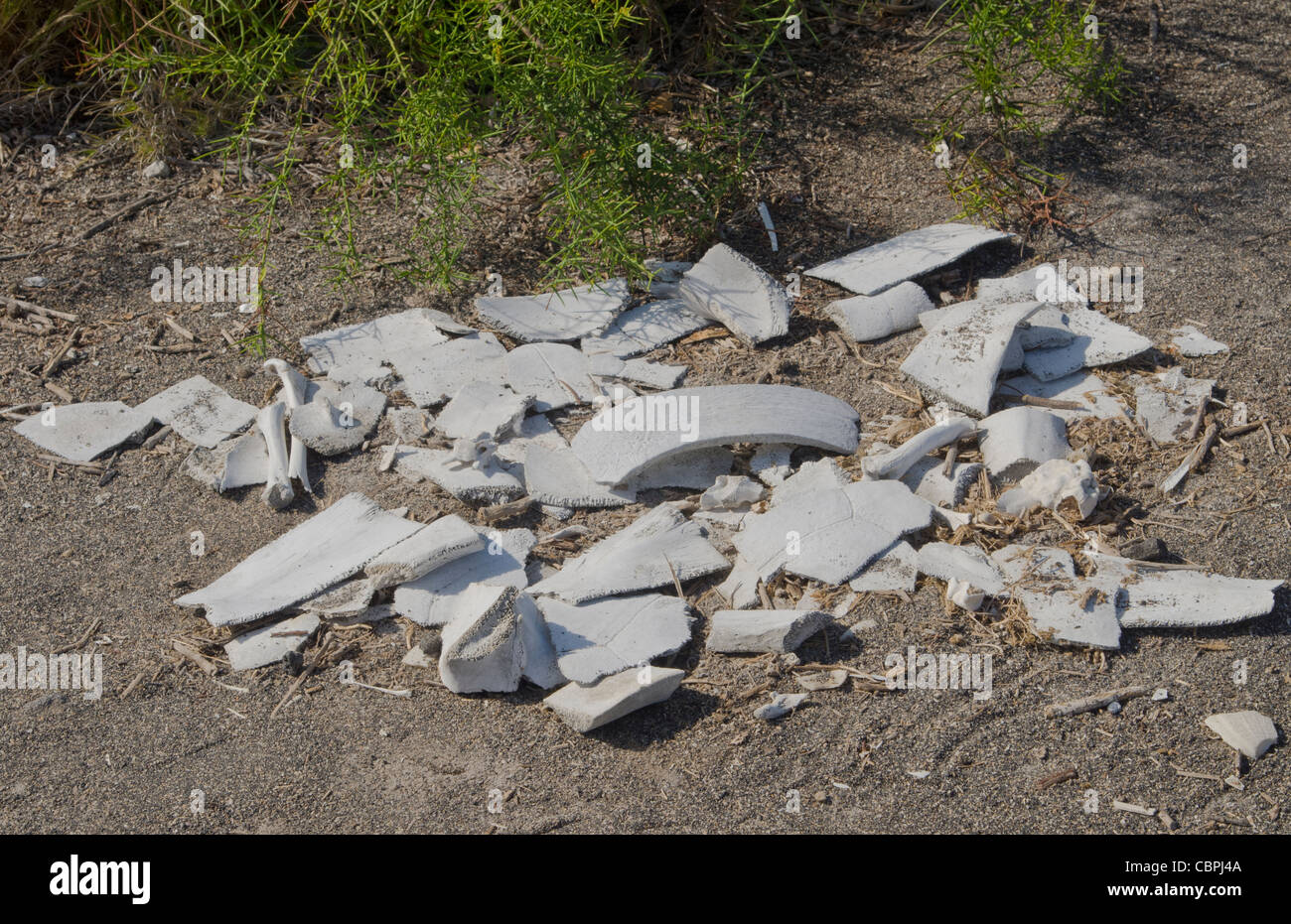 Dead tortoise shell bones in Isabella Island in Galapagos Islands in ...