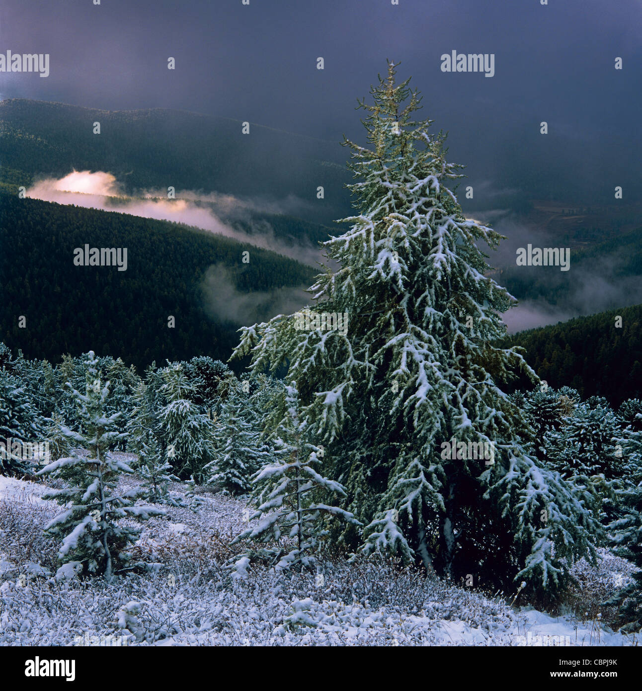 Siberian larch branch hi-res stock photography and images - Alamy