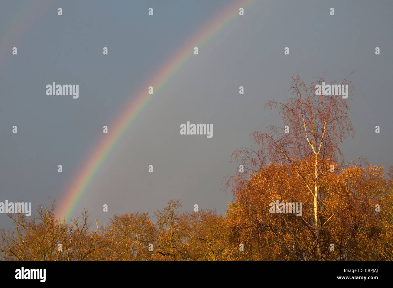 Rainbow over woodland Stock Photo - Alamy