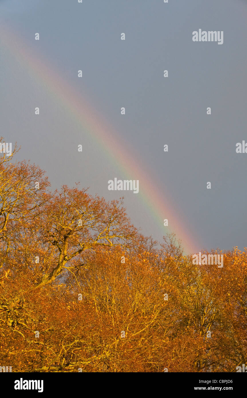 Rainbow over woodland Stock Photo - Alamy