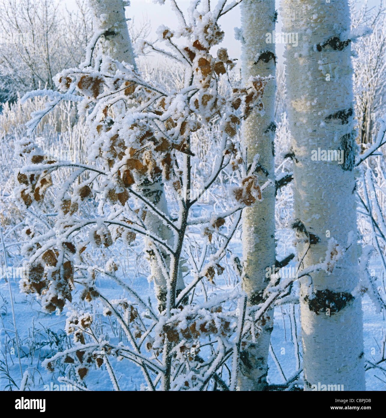 Siberia birch trees hi-res stock photography and images - Alamy