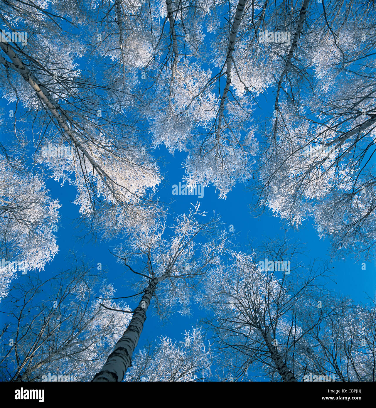 Top view silver birch tree hi-res stock photography and images - Alamy