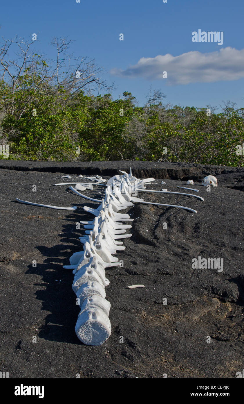 Whale bones on rocks in Espinosa Point in Fernandina in Galapagos ...