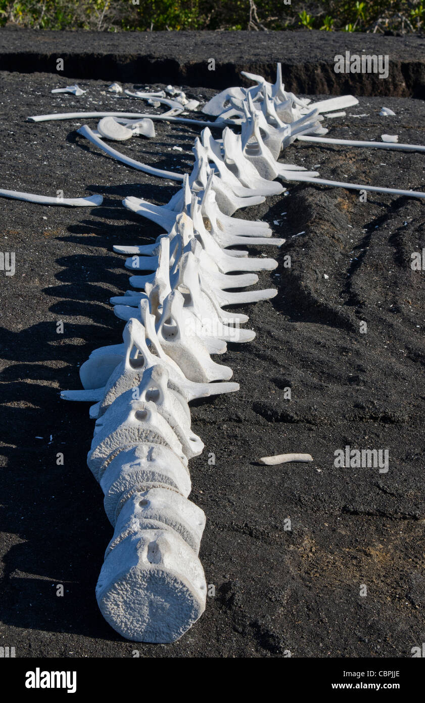 Whale bones on rocks in Espinosa Point in Fernandina in Galapagos ...
