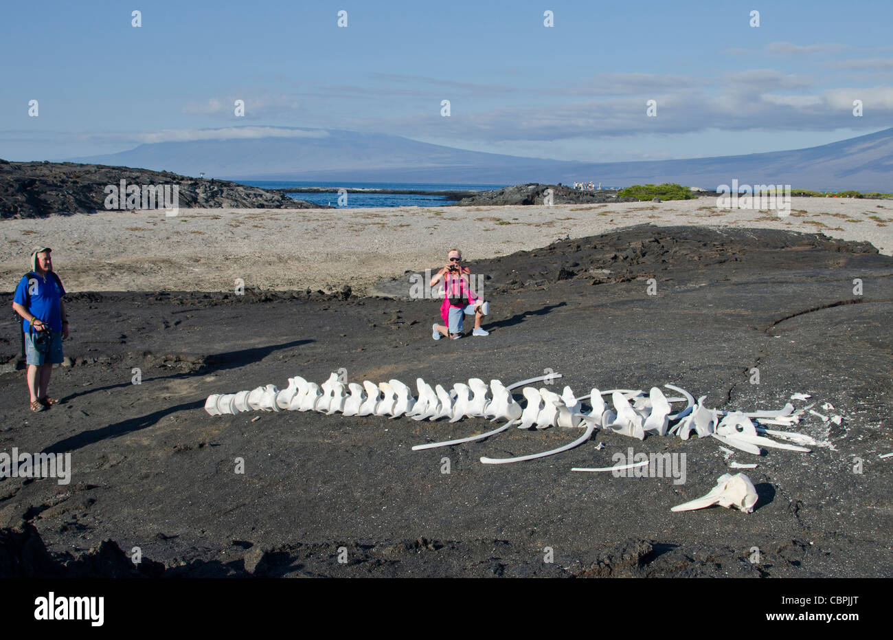 Whale bones on rocks with tourists shooting pictures in Espinosa Point ...