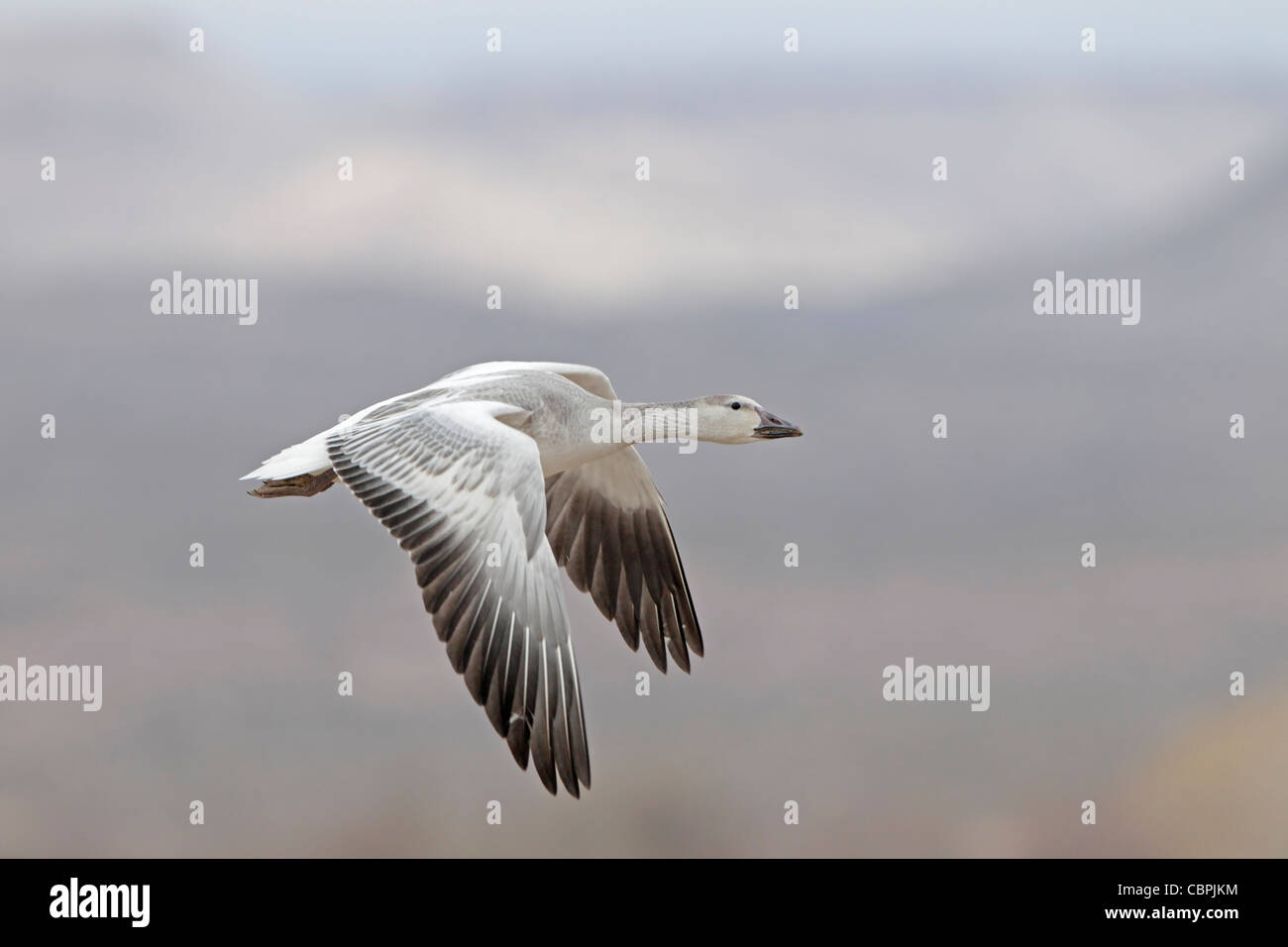 Juvenile Snow Goose in flight Stock Photo - Alamy