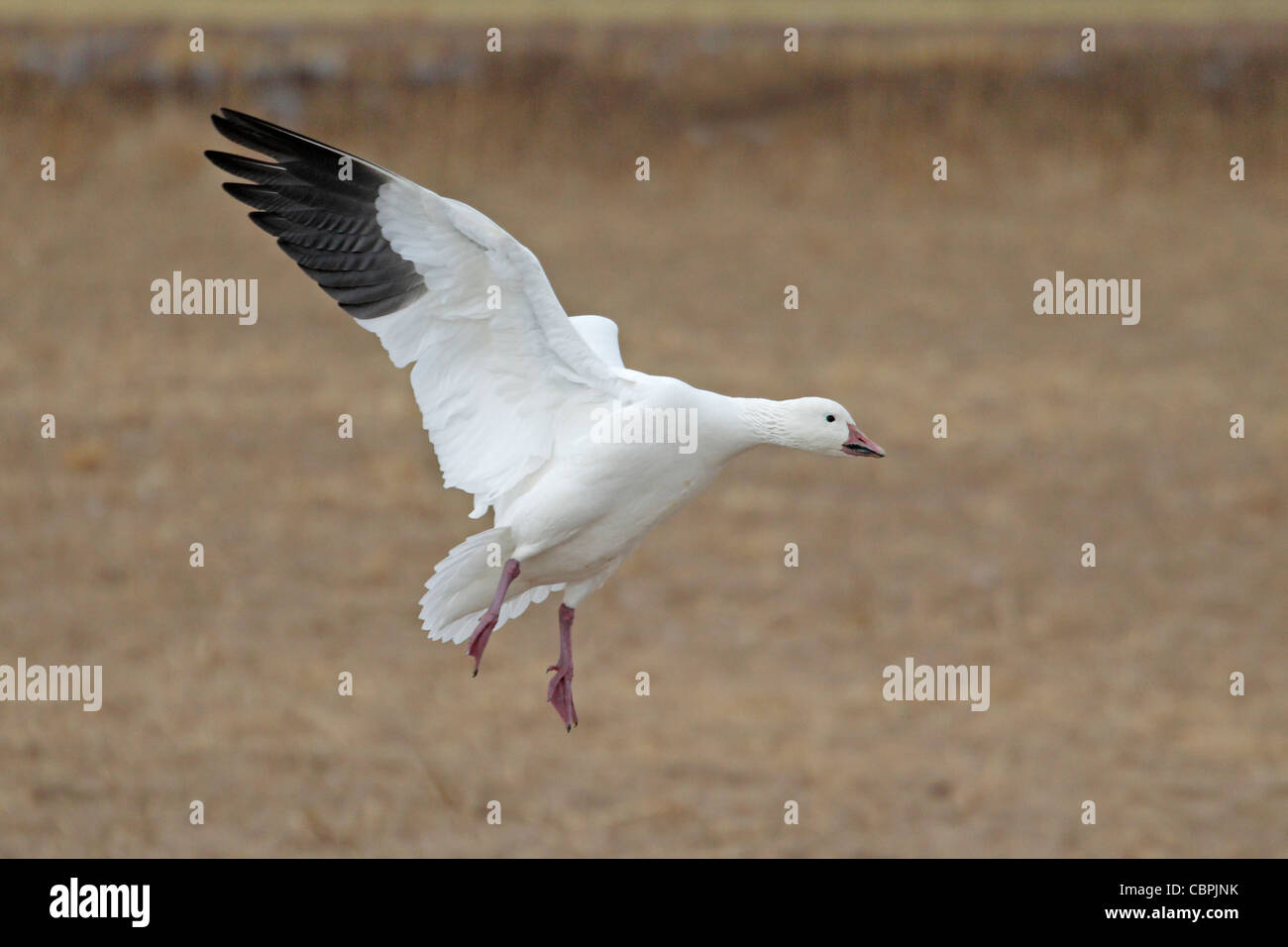 Snow Goose in flight Stock Photo - Alamy
