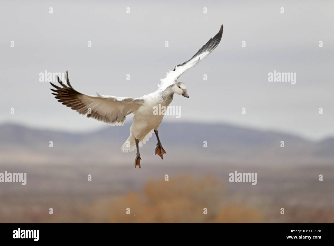 Snow goose flight hi-res stock photography and images - Alamy