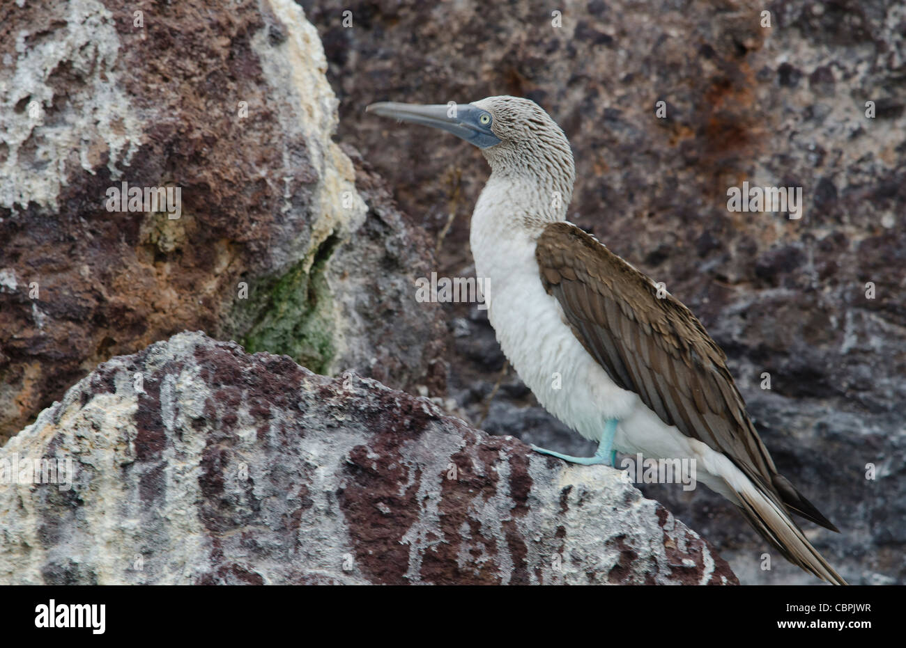 Boobiygalapagos hi-res stock photography and images - Alamy