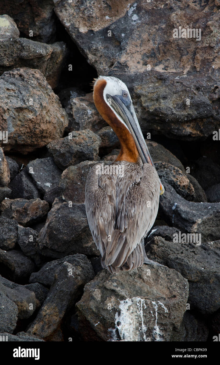 Peligan on rocks in Espinosa Point in Fernandina Galapagos Islands ...
