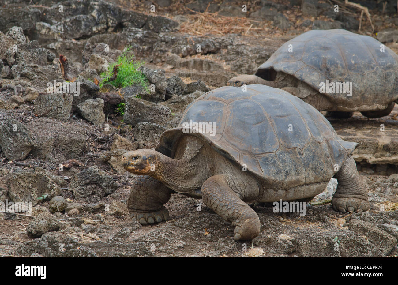 Fabulous Giant Tortoises with shells on Santa Cruz Highlands Galapagos ...