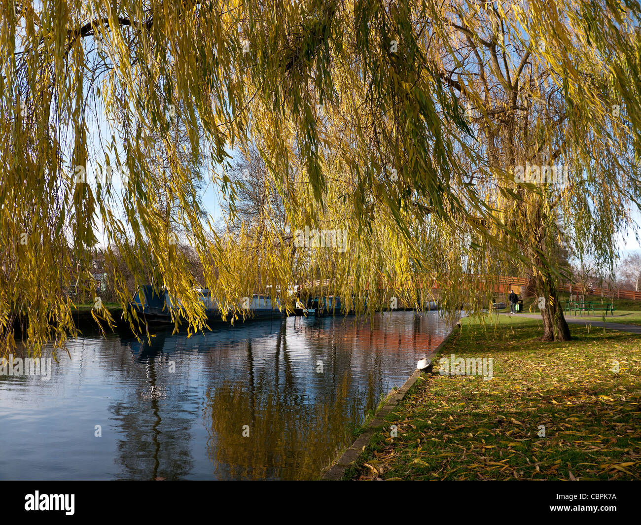 Weeping,Willow trees on the Grand Union Canal at Berkhampstead, Lock ...