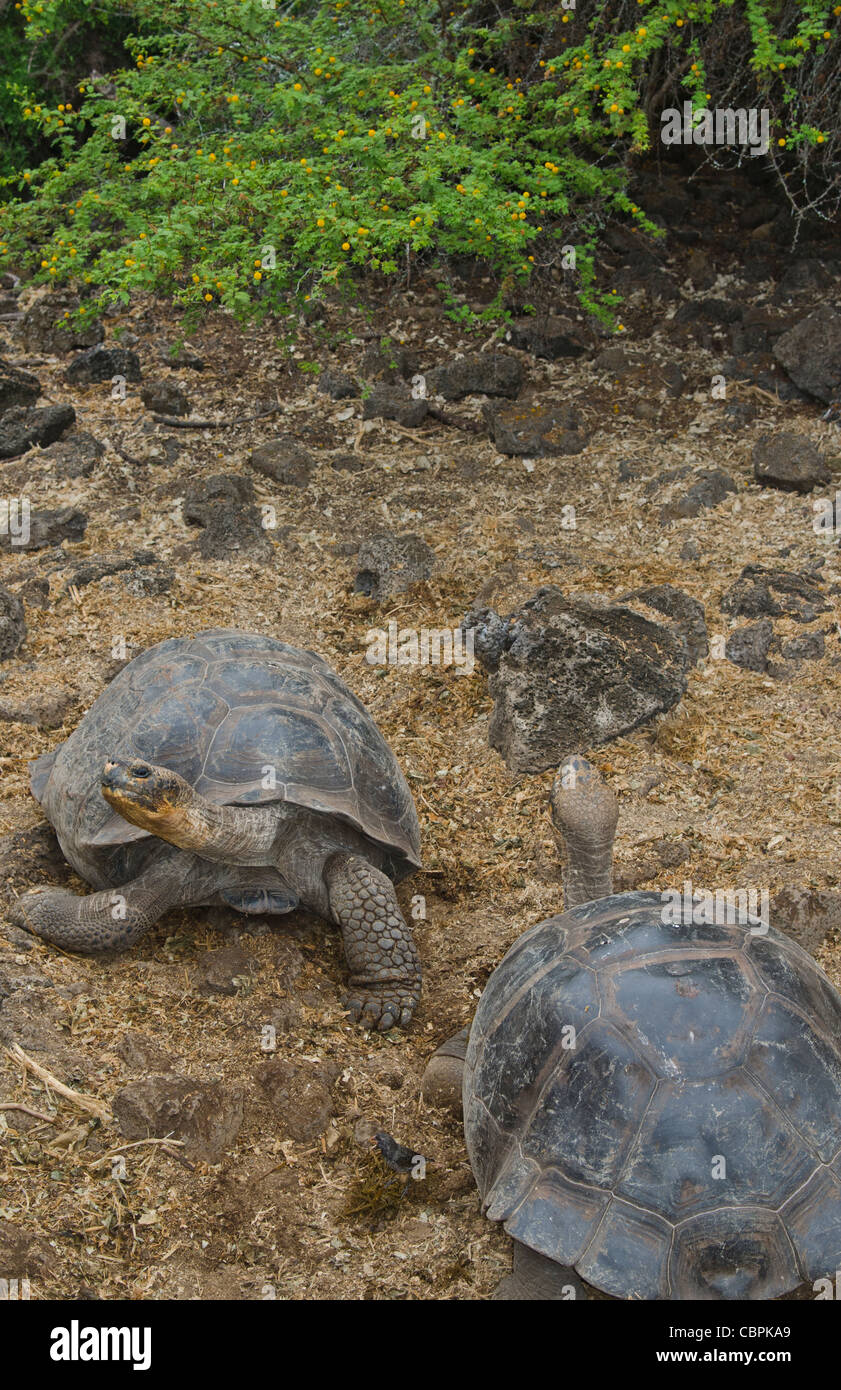 Fabulous Giant Tortoises with shells on Santa Cruz Highlands Galapagos ...