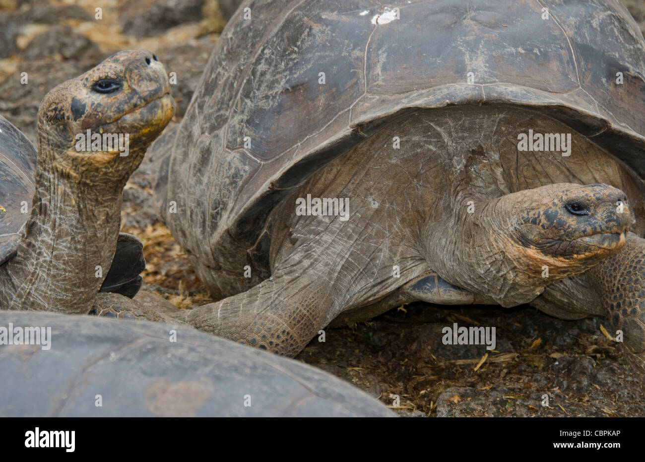 Fabulous Giant Tortoises with shells on Santa Cruz Highlands Galapagos ...