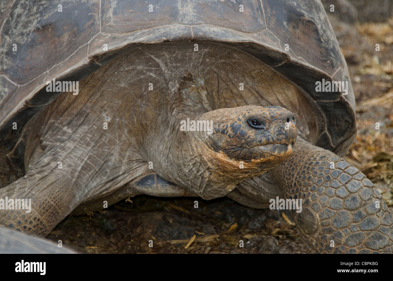 Fabulous Giant Tortoises with shells on Santa Cruz Highlands Galapagos ...