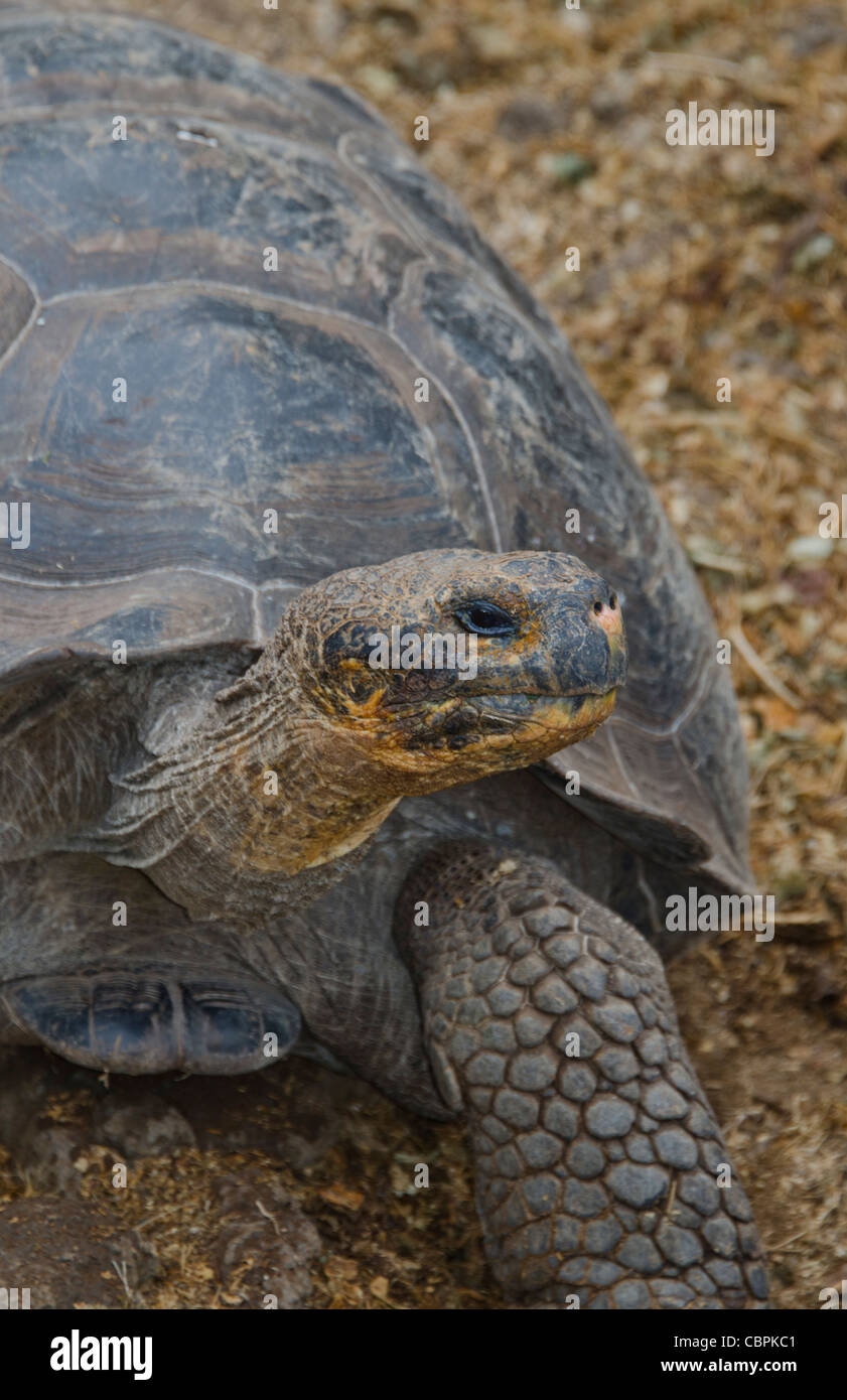 Fabulous Giant Tortoises with shells on Santa Cruz Highlands Galapagos ...