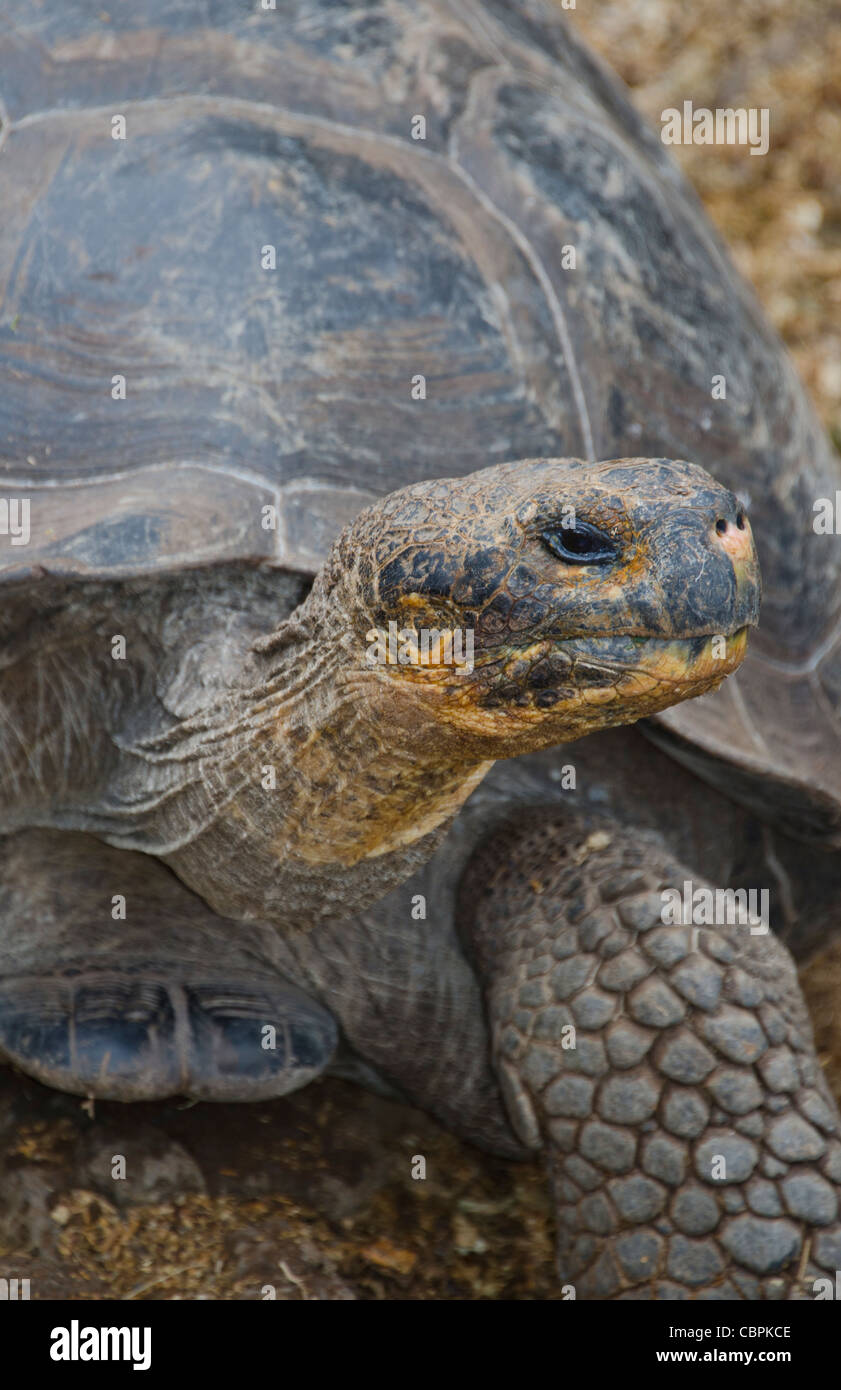 Fabulous Giant Tortoises with shells on Santa Cruz Highlands Galapagos ...