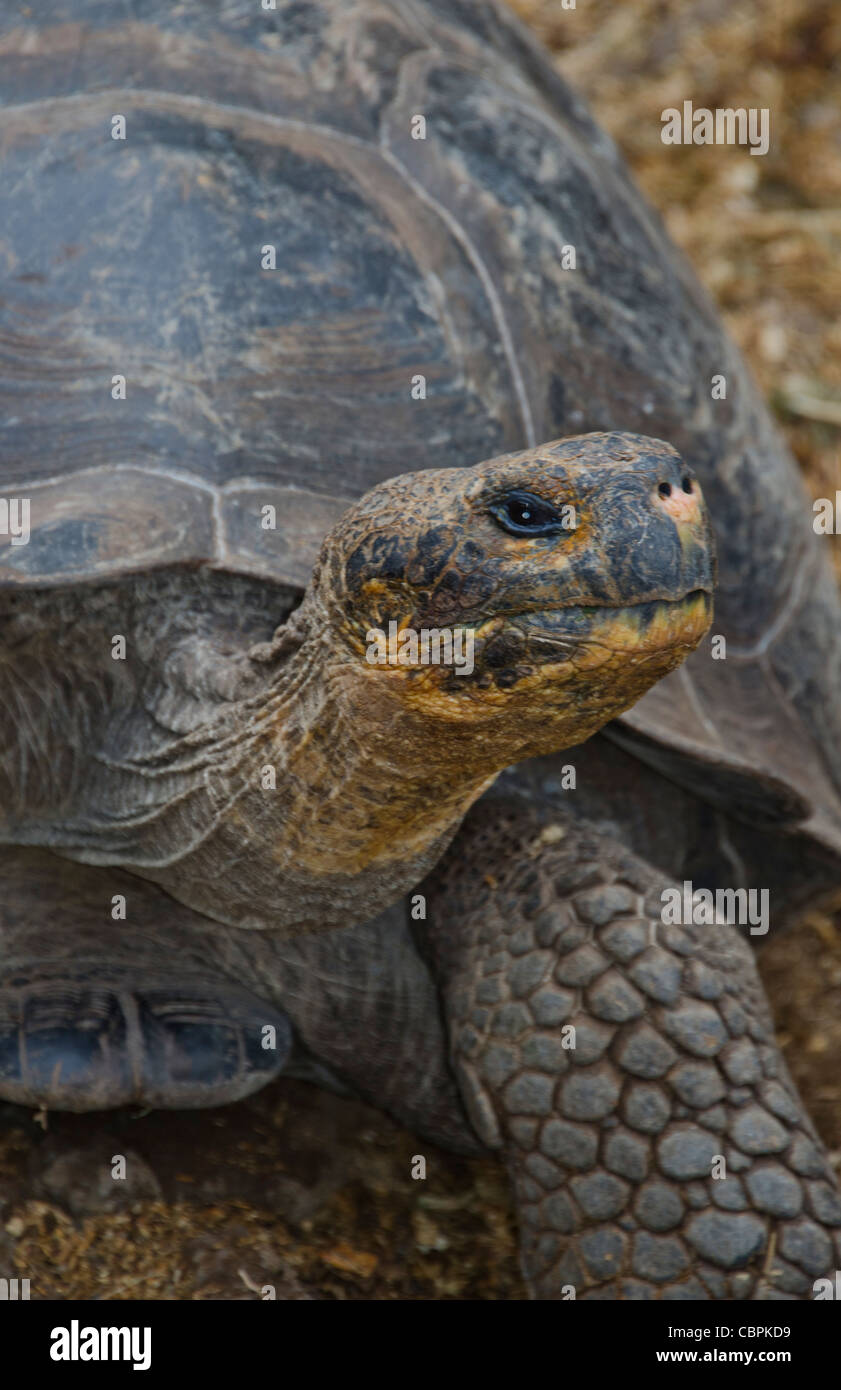 Fabulous Giant Tortoises with shells on Santa Cruz Highlands Galapagos ...