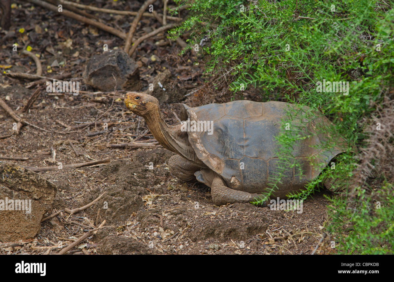Fabulous Giant Tortoises with shells on Santa Cruz Highlands Galapagos ...