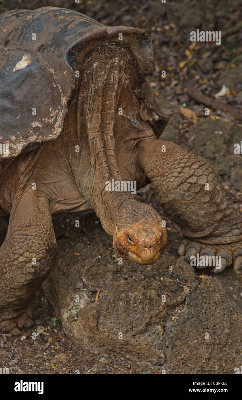 Fabulous Giant Tortoises with shells on Santa Cruz Highlands Galapagos ...