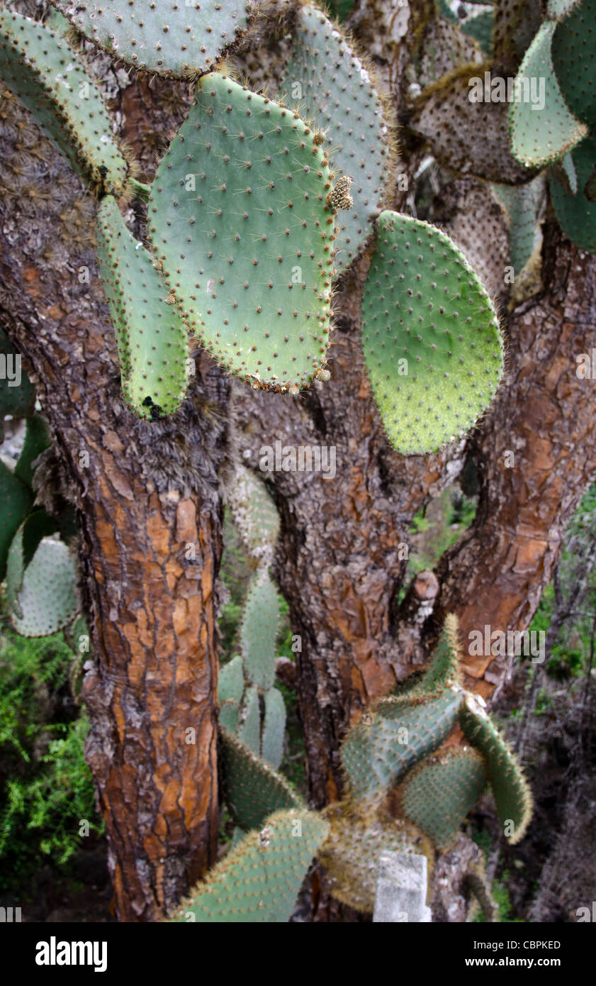 Cactus plant on Santa Cruz Highlands Galapagos Islands Ecuador South ...