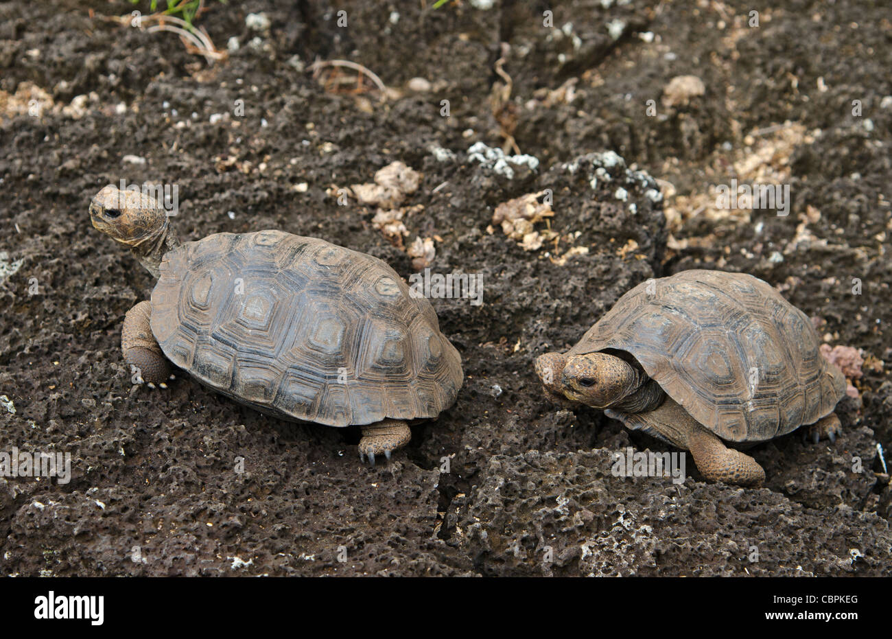 Fabulous babyTortoises with shells on Santa Cruz Highlands Galapagos ...
