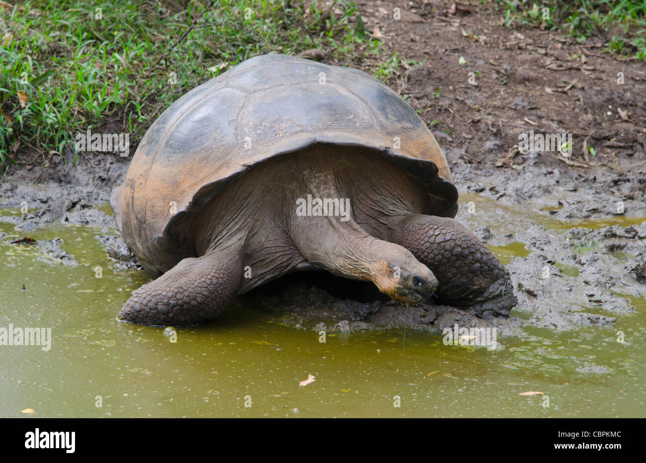 Fabulous Giant Tortoises with shells on Santa Cruz Highlands Galapagos ...