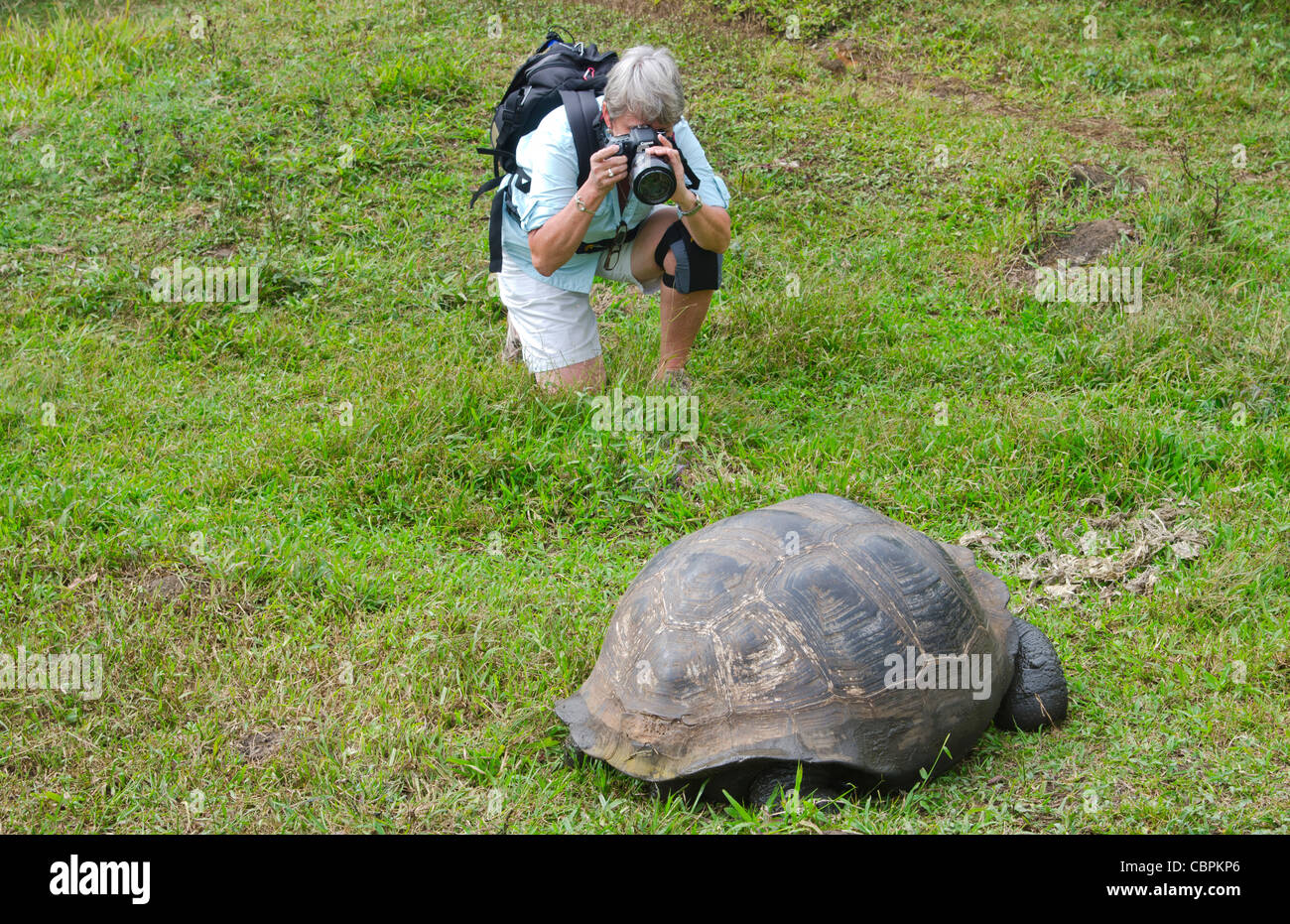Tourists relating Giant Tortoises on Santa Cruz Highlands Galapagos ...